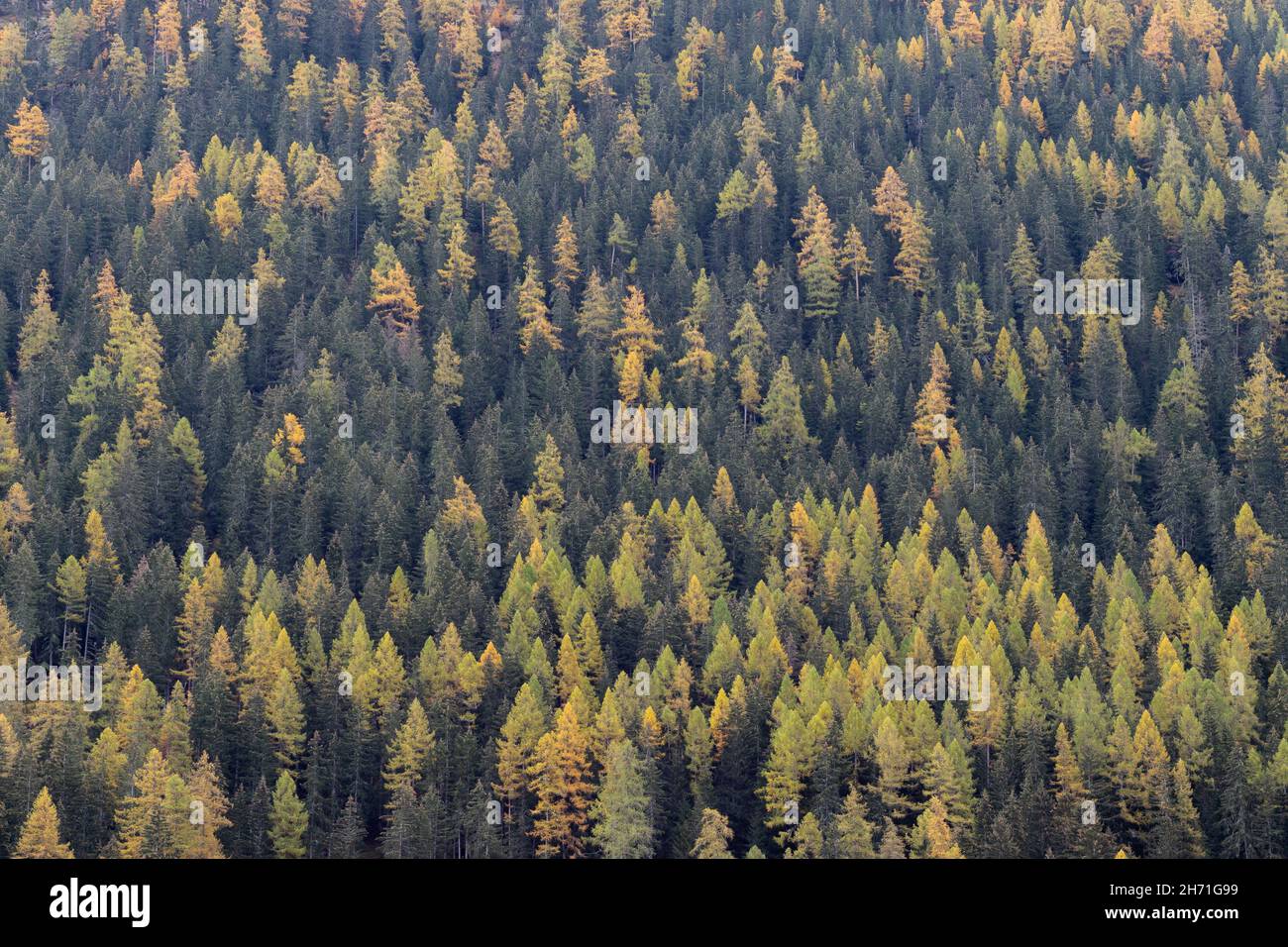 Aerial view of the autumn larch tree forest Stock Photo - Alamy