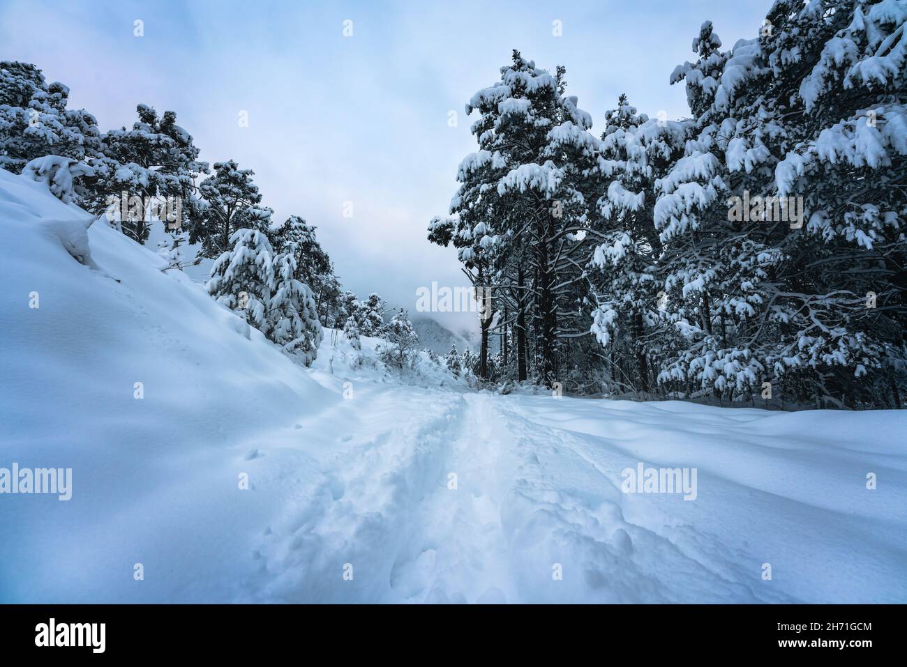Traces trough deep snow in alpine forest at dusk, Wildermieming, TIrol ...