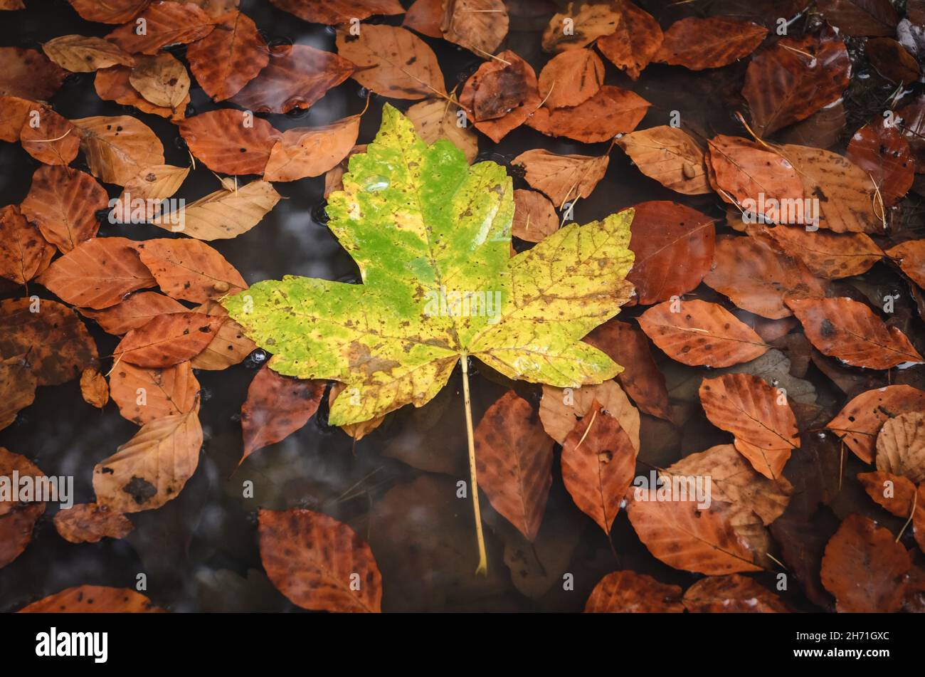 No one leaves with the leaves hi-res stock photography and images - Alamy