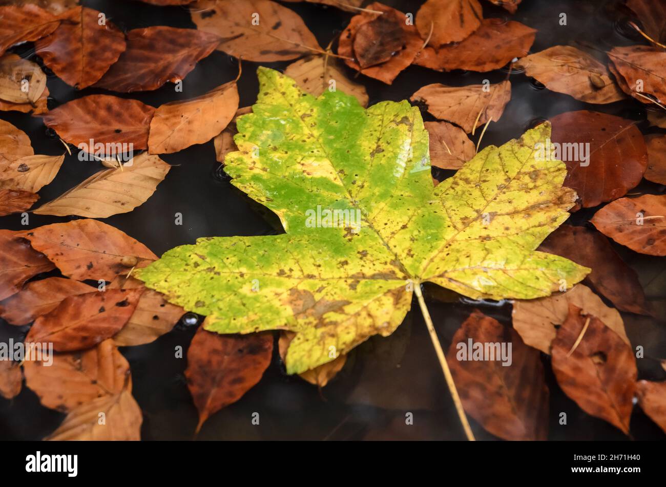Leaves in a puddle of water in a forest during autumn, one single yellow maple leaf (Acer ...