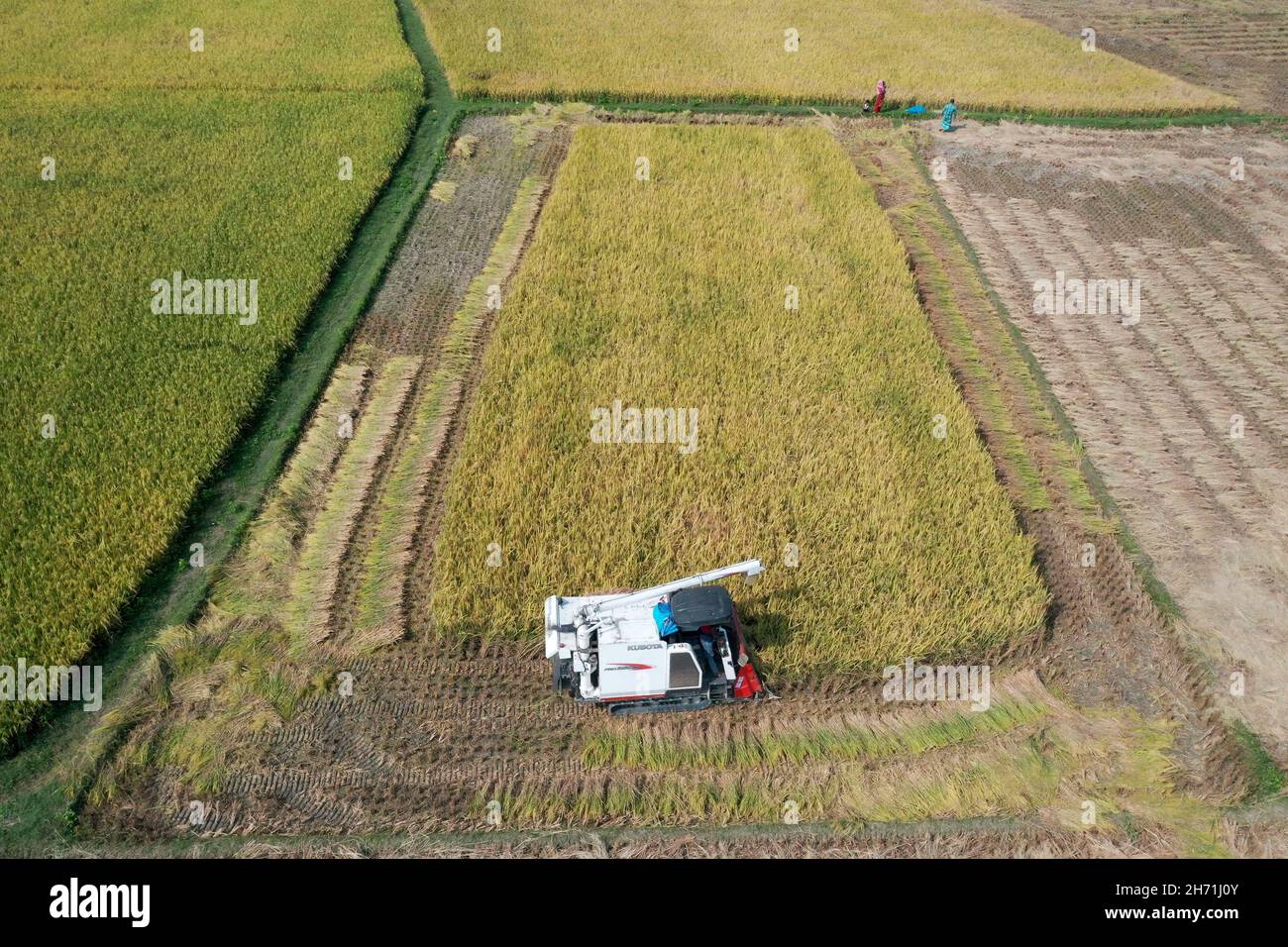 Cutting paddy hi-res stock photography and images - Alamy