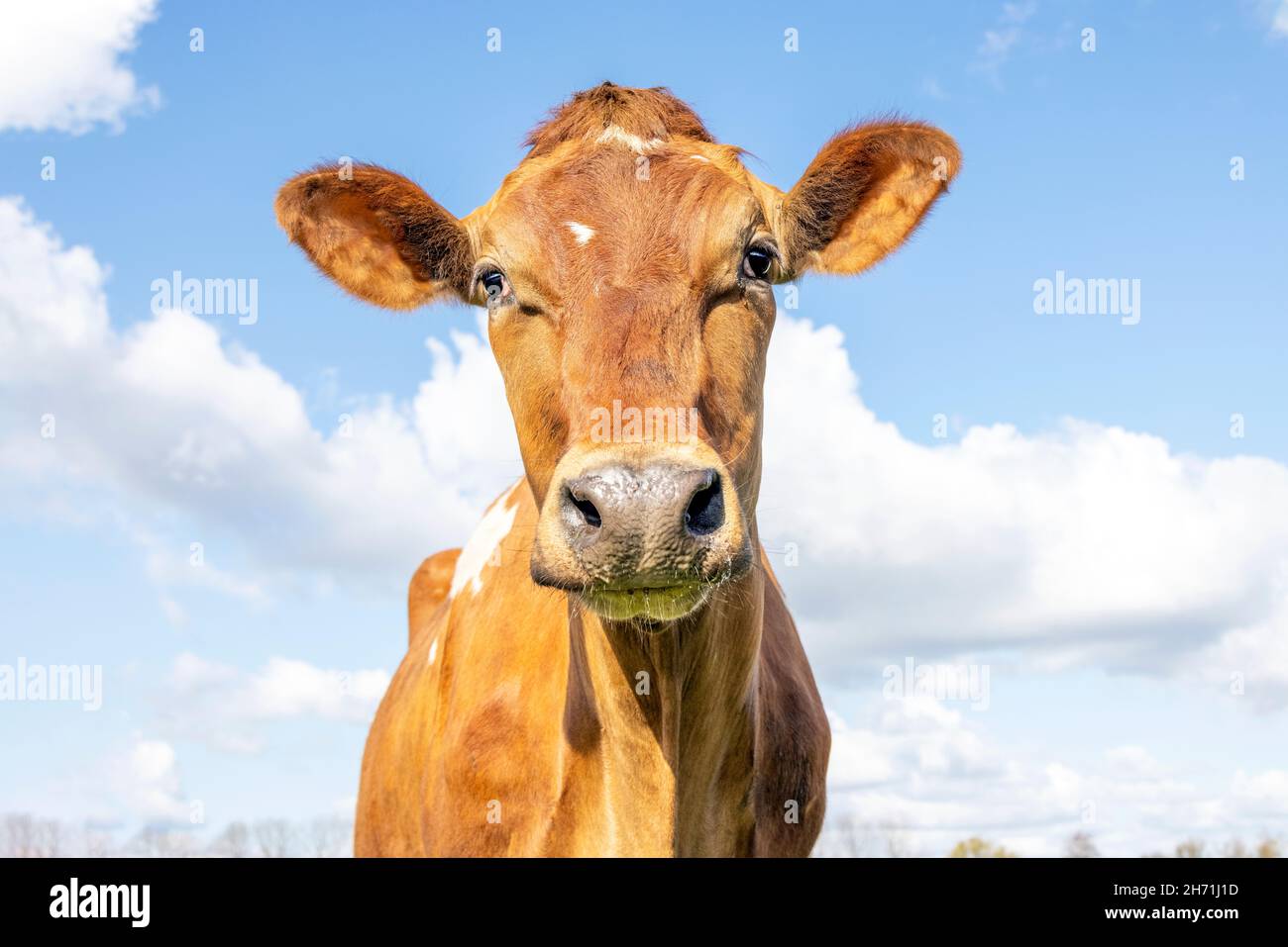 Jersey cow head, looking friendly, light brown tan coat, blue cloudy ...