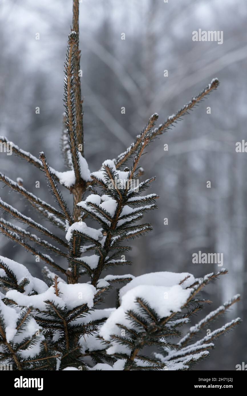 Spruce branches covered with snow and hoarfrost hi-res stock ...