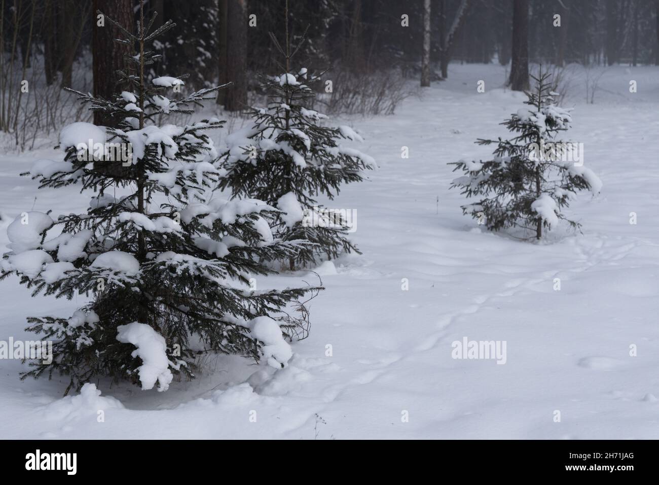 Conifers with snow hi-res stock photography and images - Alamy
