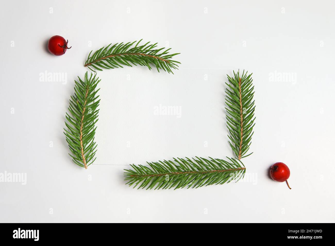 Frame of fir branch or spruce branch and red berries isolated on white ...