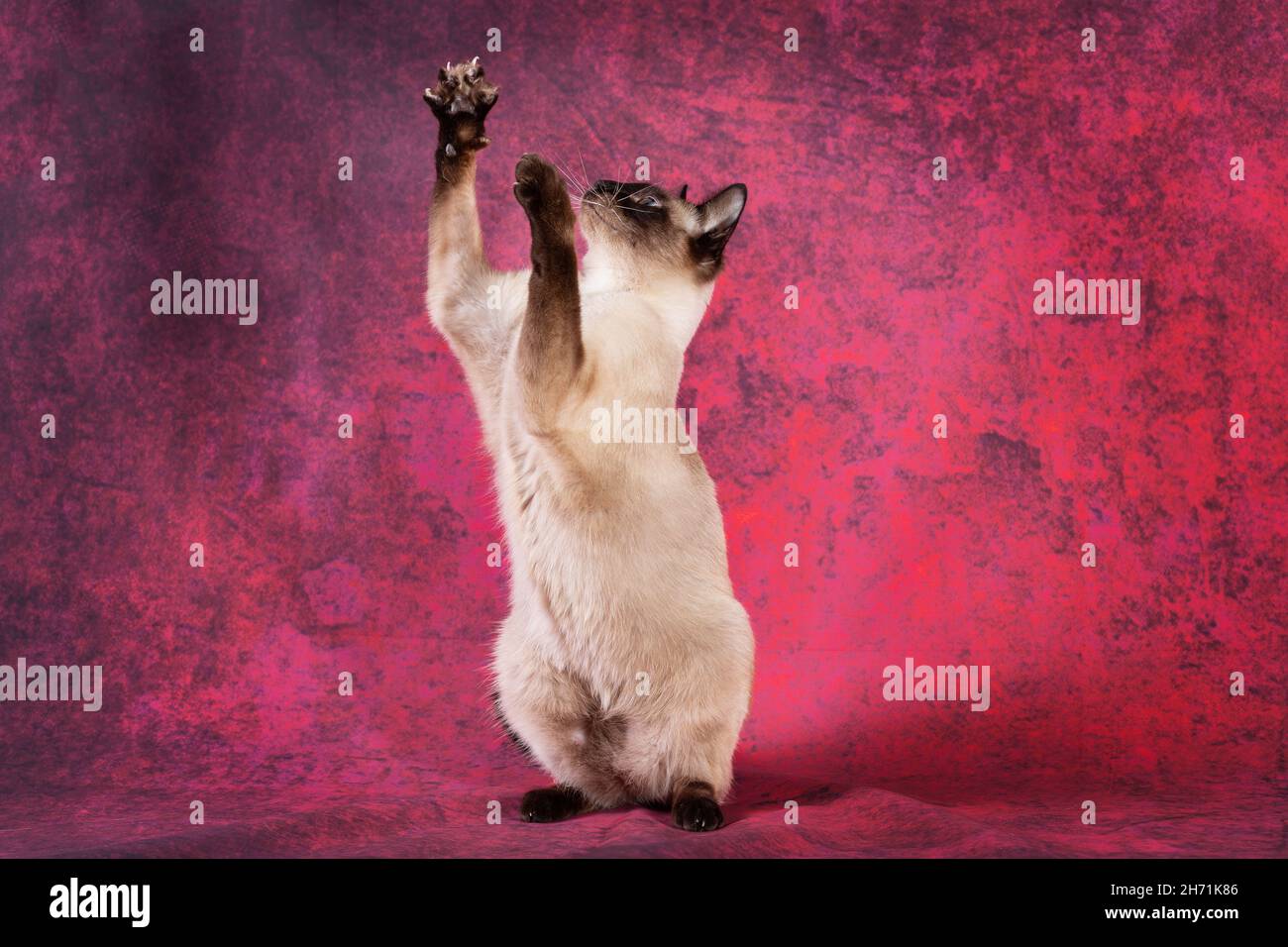 The Thai Siamese cat is sitting on its hind legs and has raised its ...
