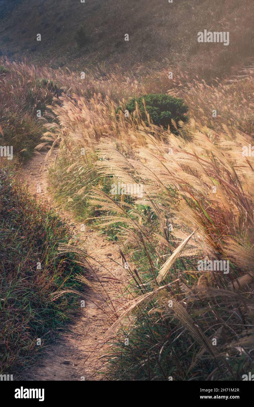 a path with trees on the side of a dirt road Stock Photo - Alamy