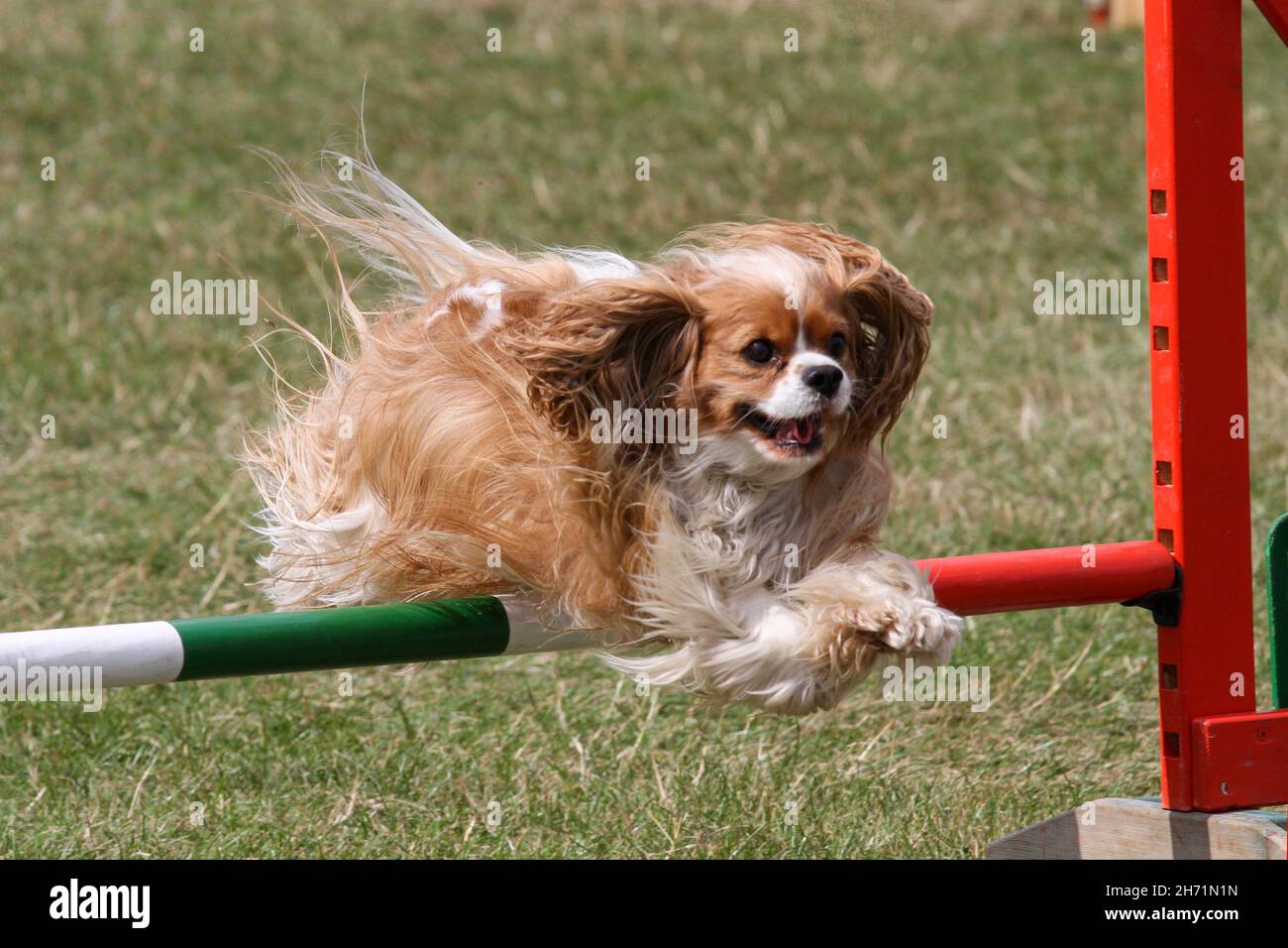 Cavalier King Charles Spaniel competing in agility Stock Photo - Alamy