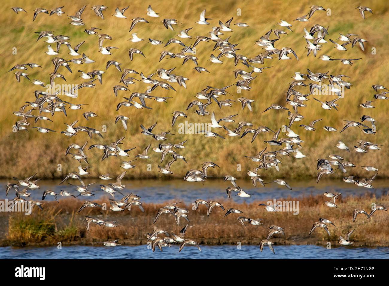 Large wader flock landing on freshwater coastal scrape Stock Photo - Alamy