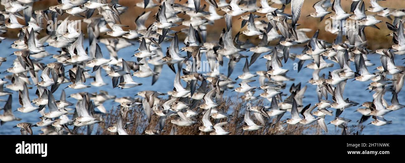 Panorama of wader flock landing on a freshwater coastal scrape Stock ...