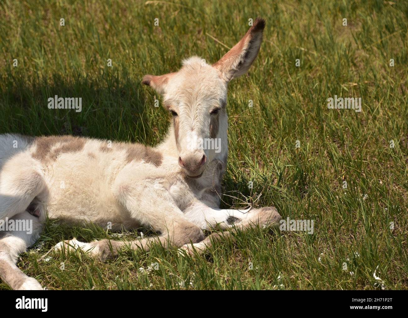Burros resting hi-res stock photography and images - Alamy