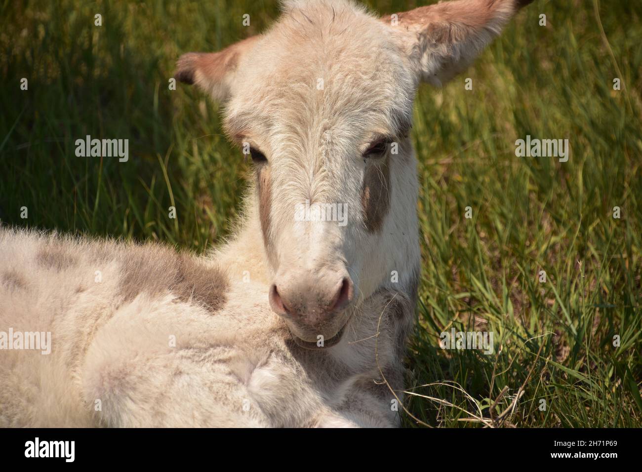 Sweet white baby burro with his ears pinned back Stock Photo - Alamy