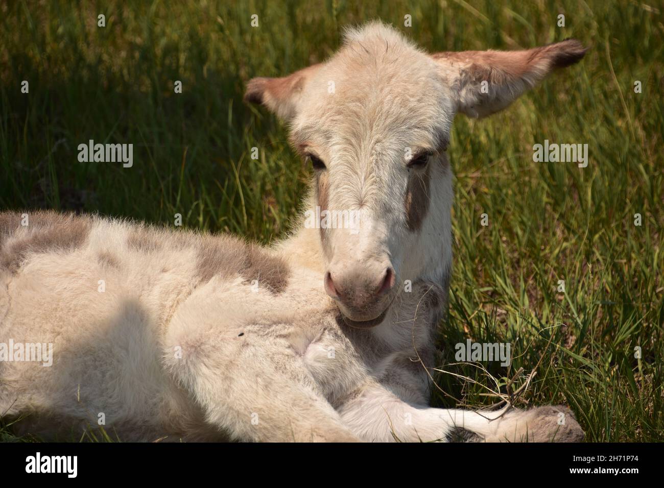 Adorable baby white burro with one ear up the other back Stock Photo ...