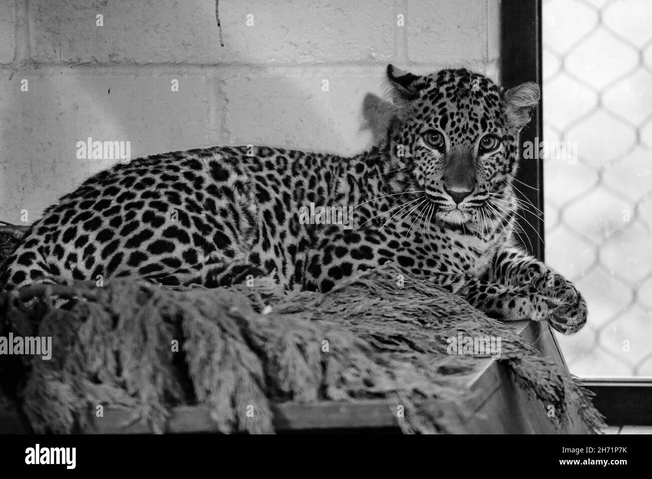 Grayscale shot of a leopard Stock Photo - Alamy