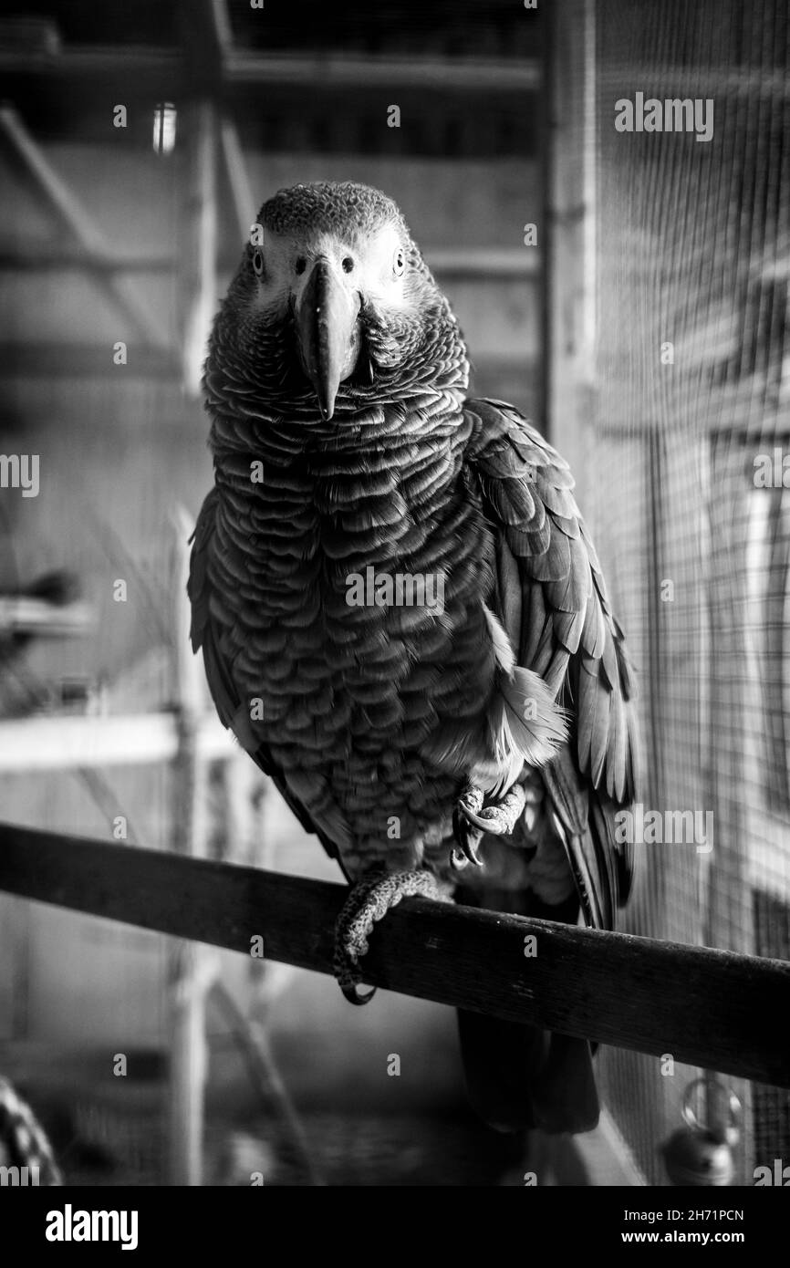Grayscale shot of a parrot Stock Photo - Alamy