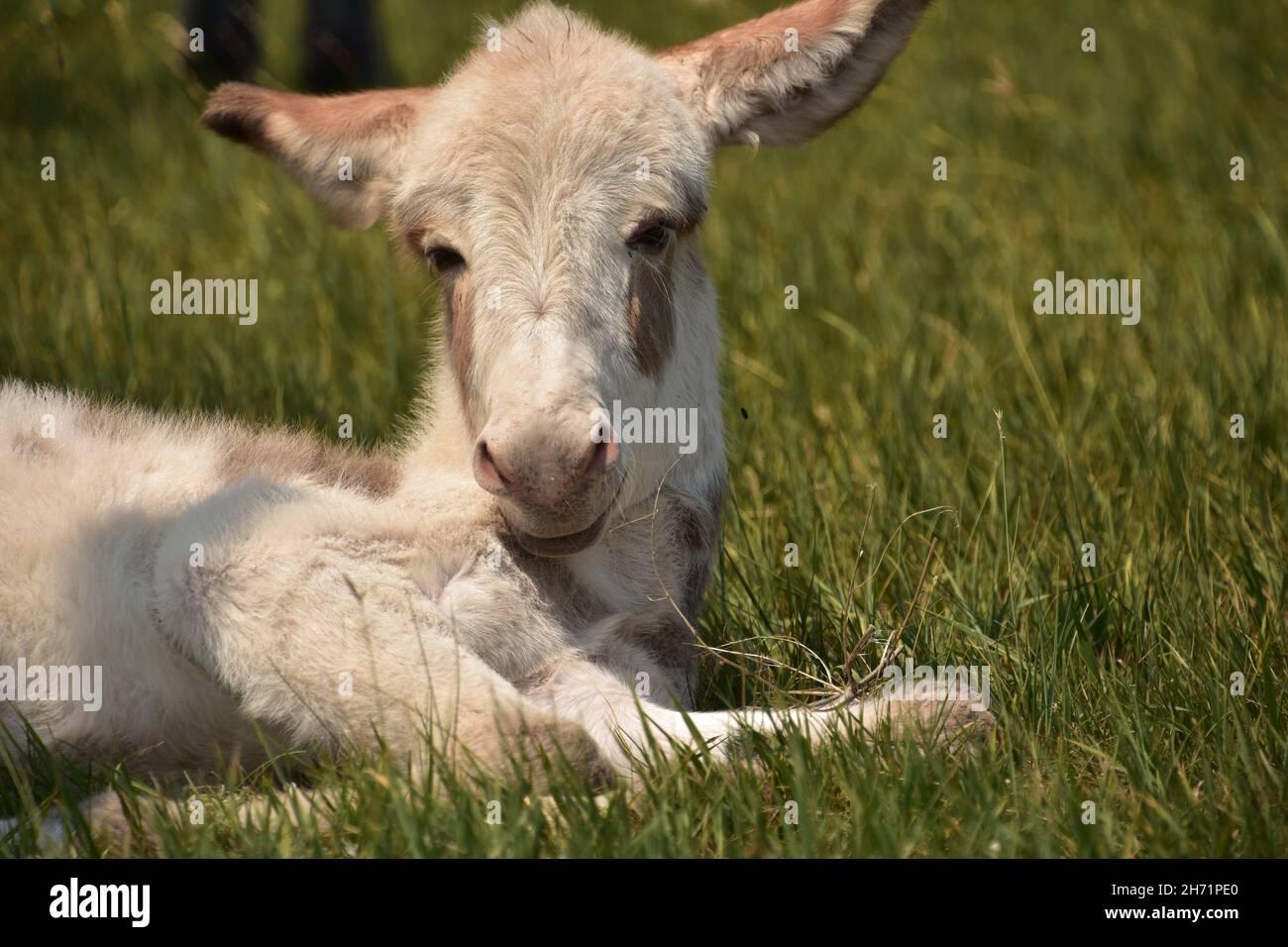 Very cute baby donkey with white and brown spots Stock Photo - Alamy