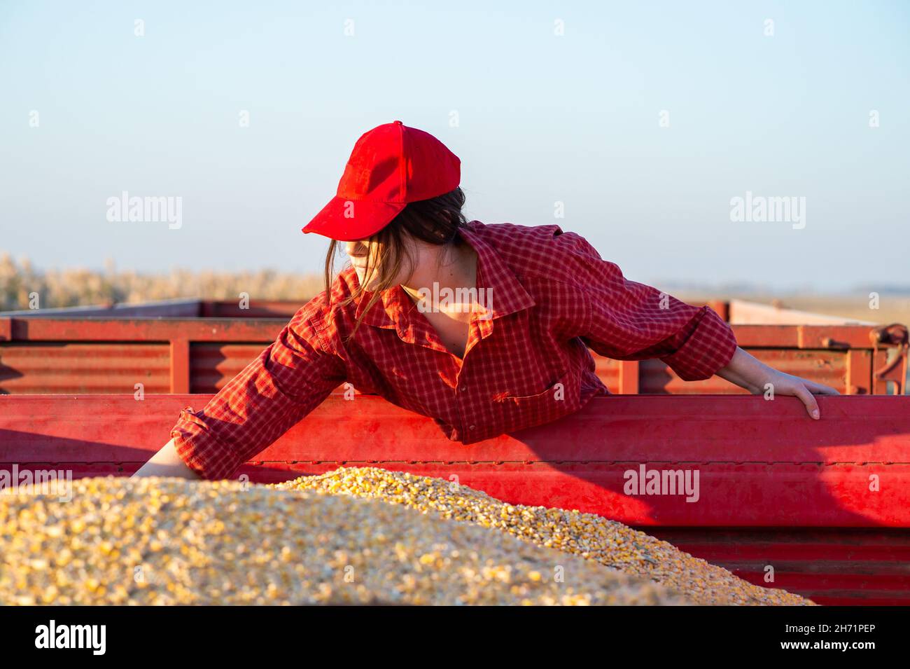 Girl farmer watches a grain corn during the harvest Stock Photo - Alamy