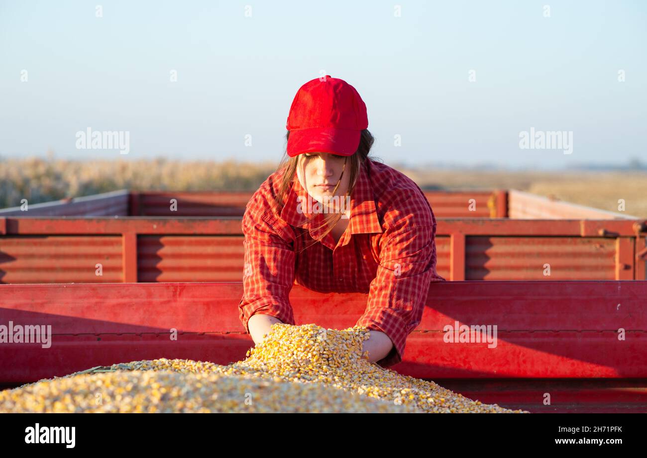 Girl farmer watches a grain corn during the harvest Stock Photo - Alamy