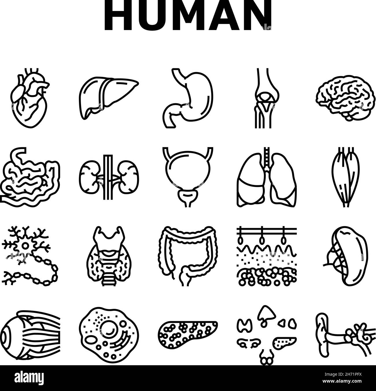 Human Internal Organ Anatomy Icons Set Vector Stock Vector Image & Art ...