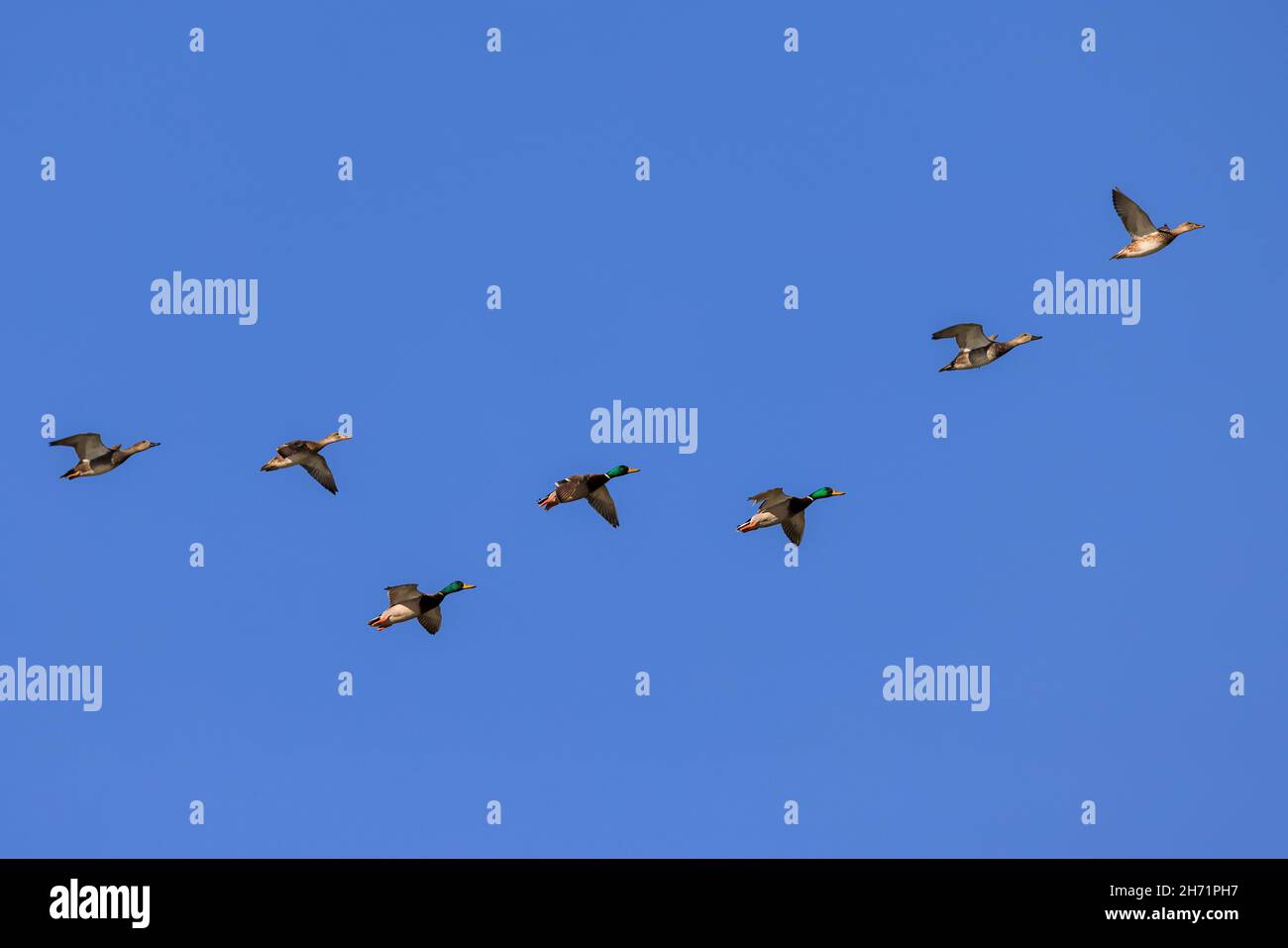 Seven wild ducks hi-res stock photography and images - Alamy