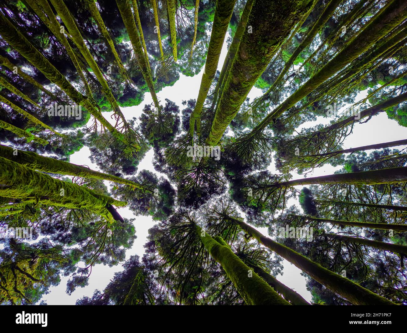 pine tree forest up angle shot with white defused fog background at ...