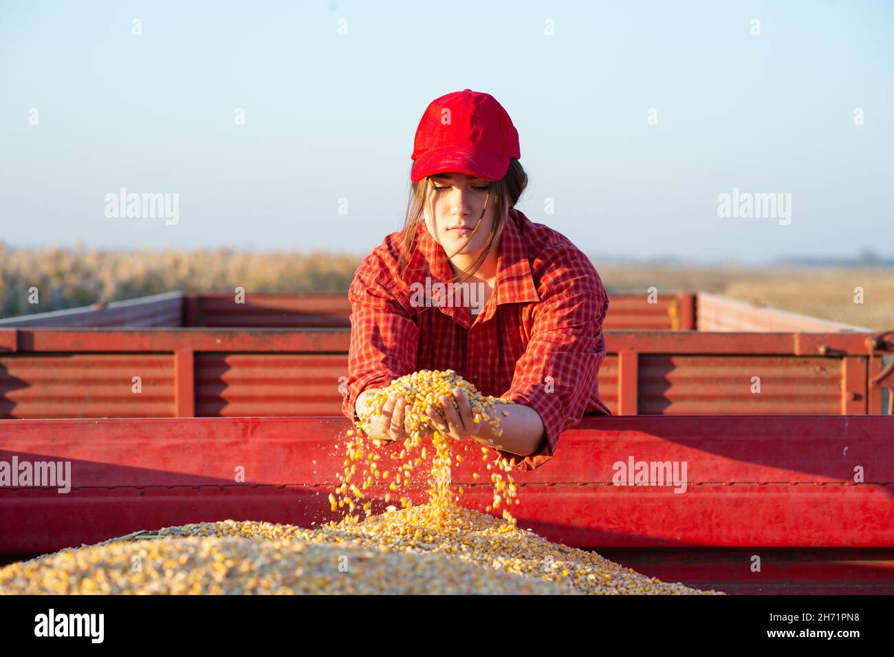 Girl farmer watches a grain corn during the harvest Stock Photo - Alamy