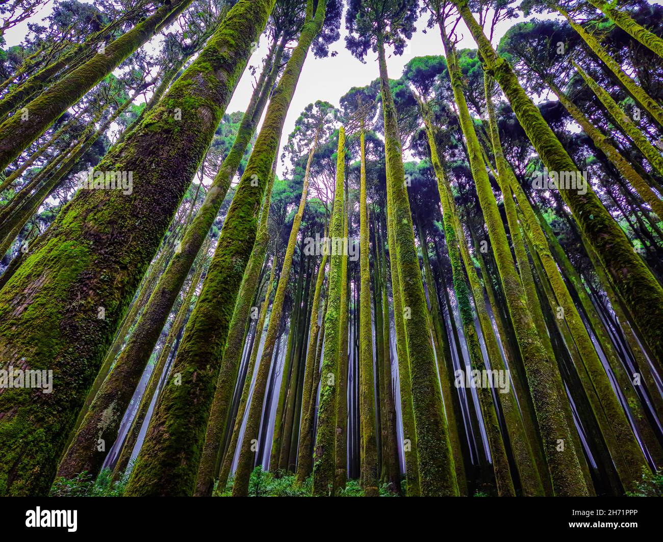 pine tree forest up angle shot with white defused fog background at ...