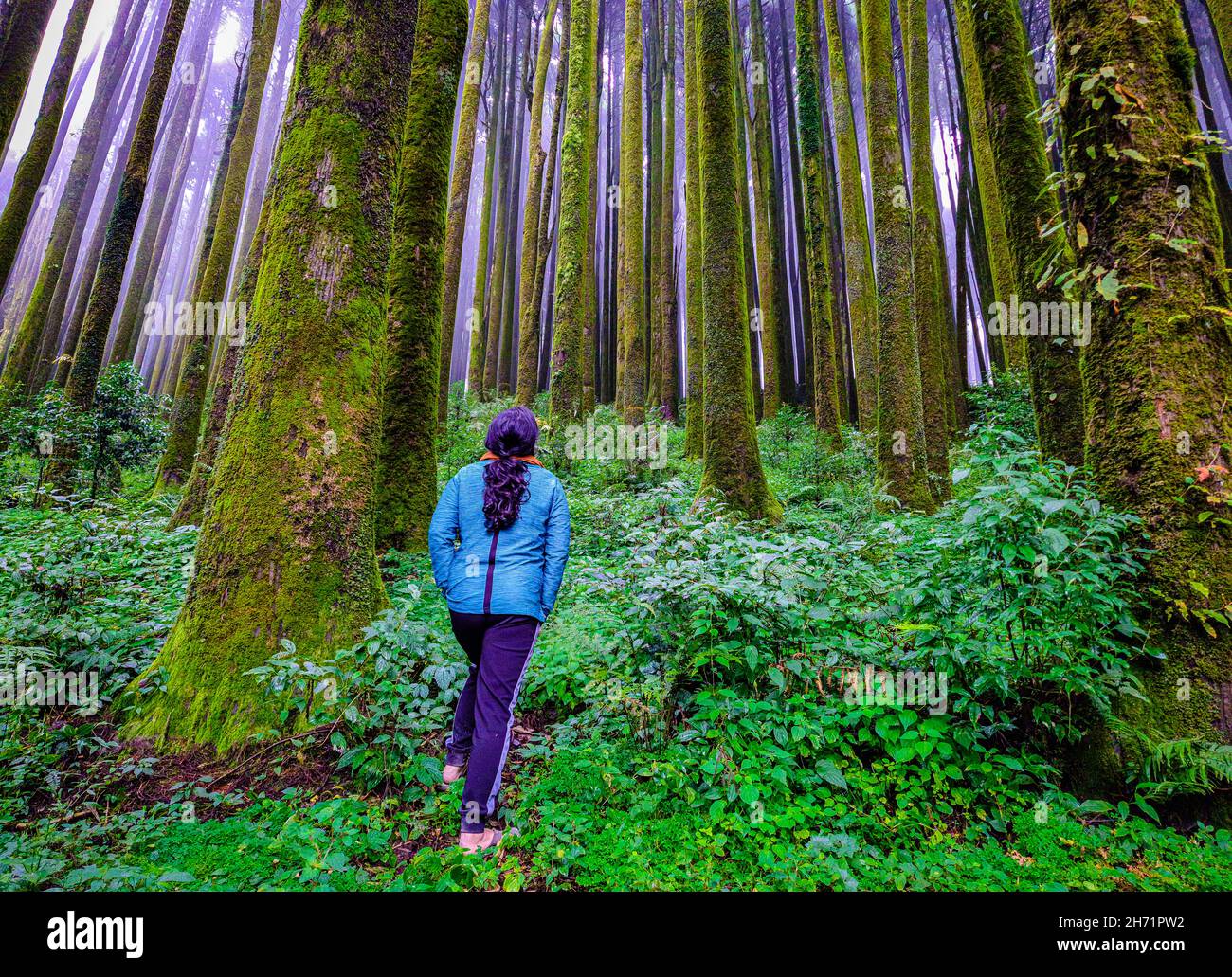 young girl at pine tree forest with white defused fog background at ...