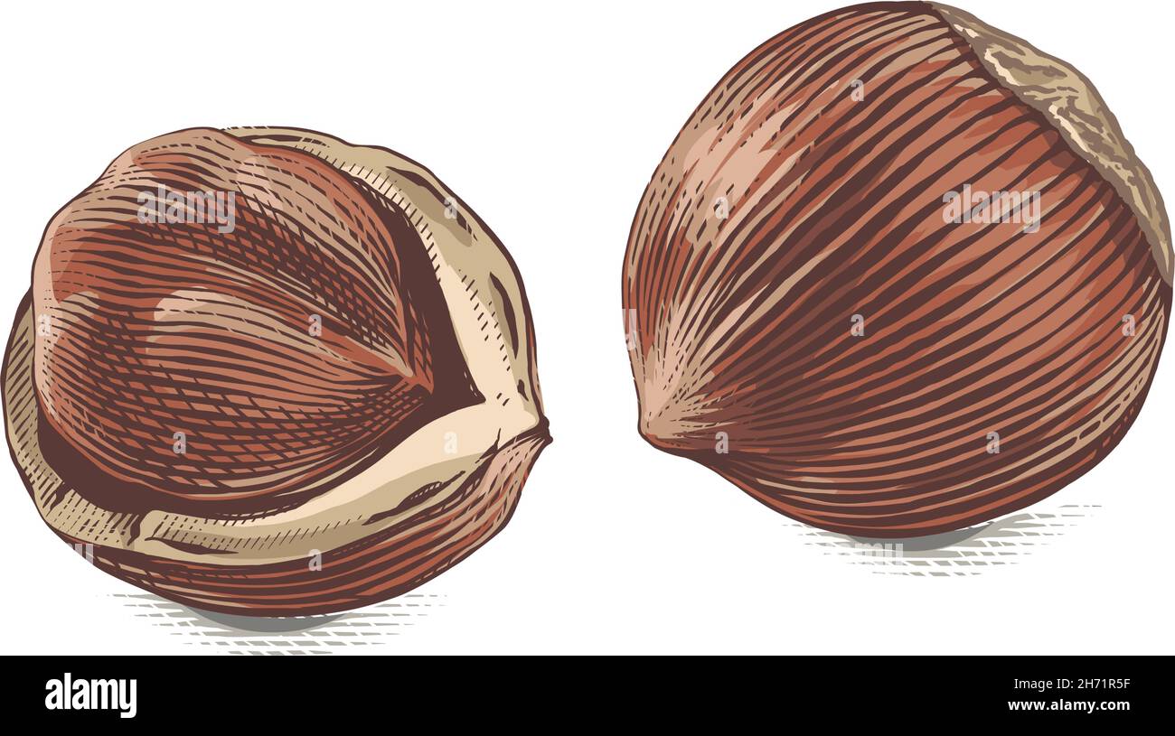 open filbert Hand drawing sketch engraving watercolor illustration ...