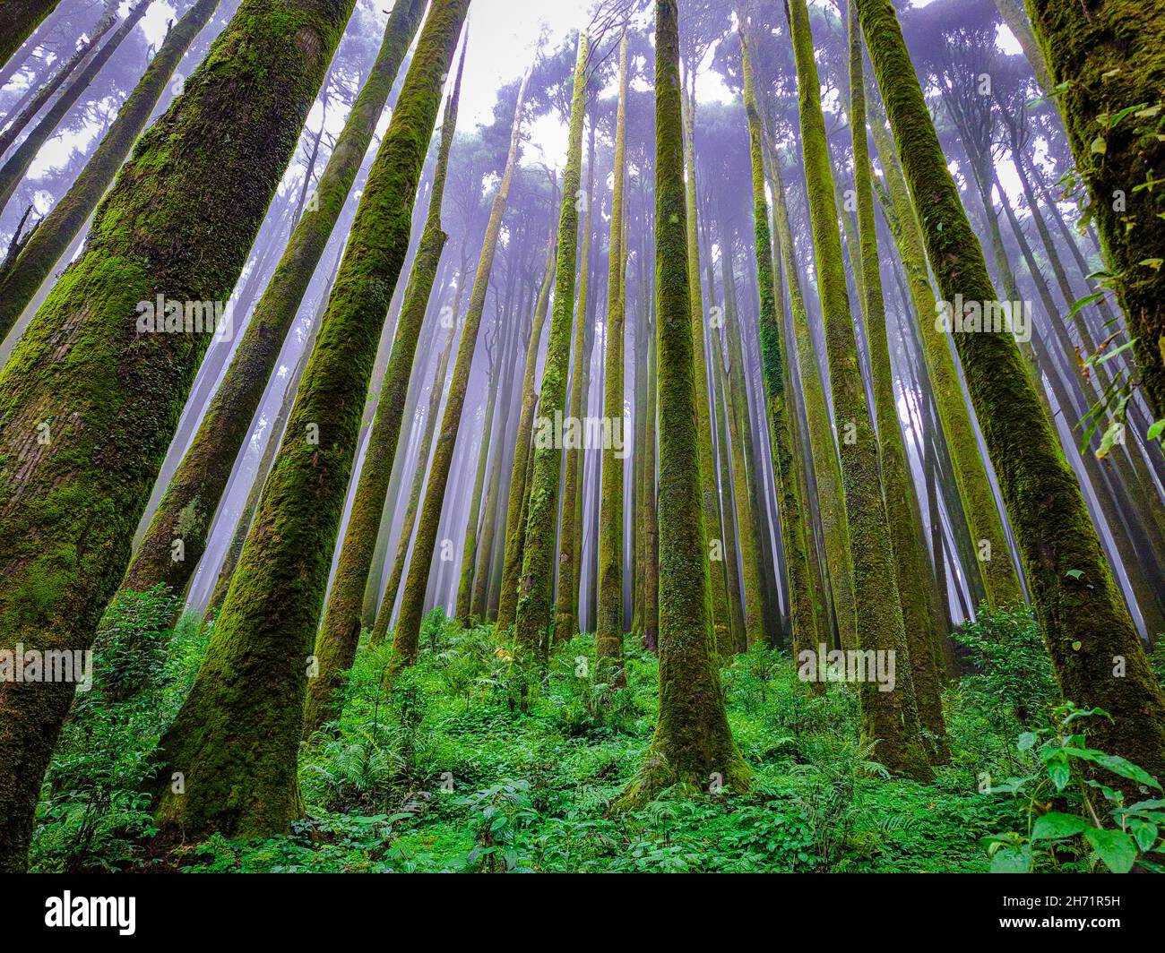 pine tree forest with white defused fog background at morning from ...