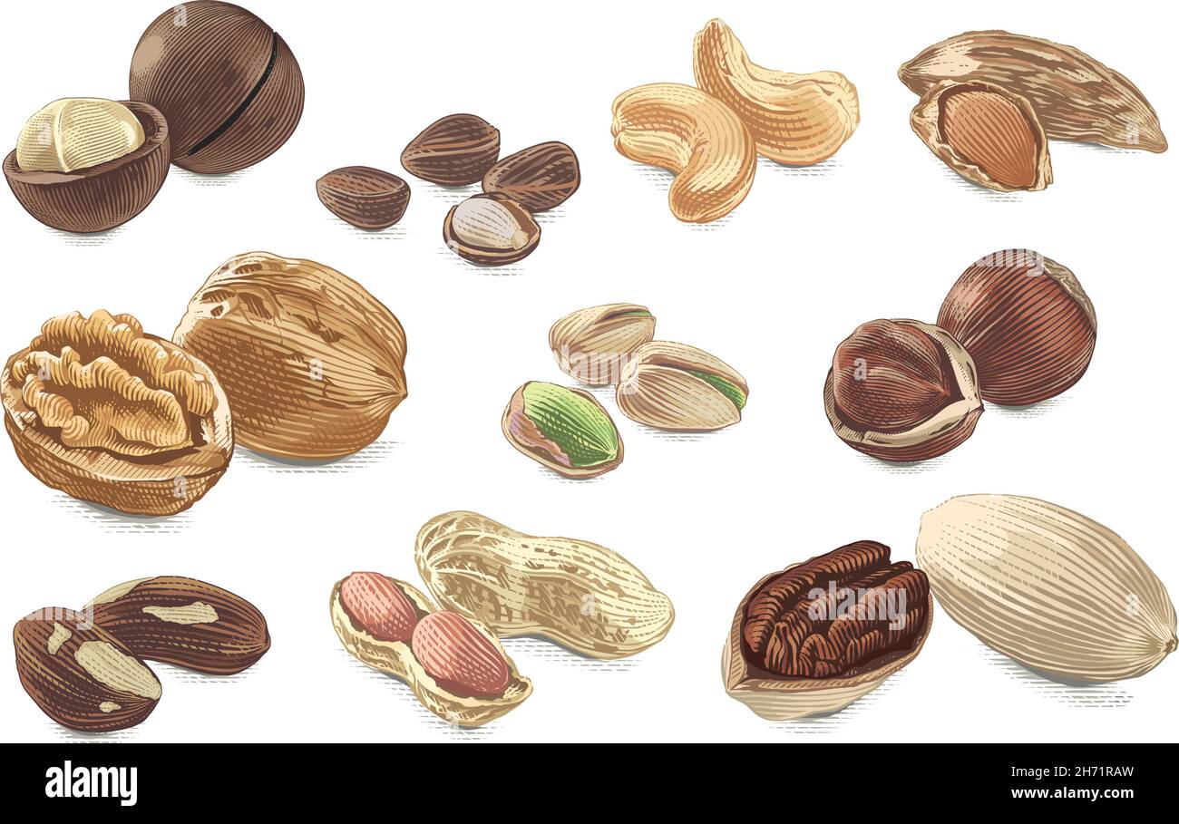 nut set collection Hand drawing sketch engraving watercolor ...