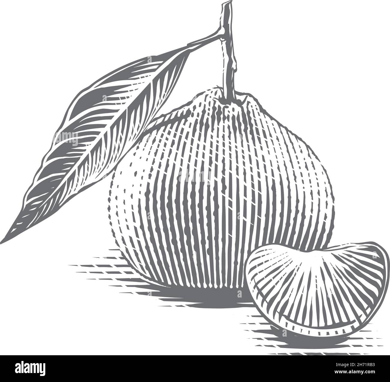 tangerine on a twig Hand drawing sketch engraving illustration style ...