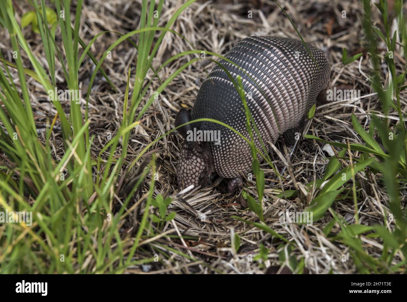 Armadillo skin hi-res stock photography and images - Alamy