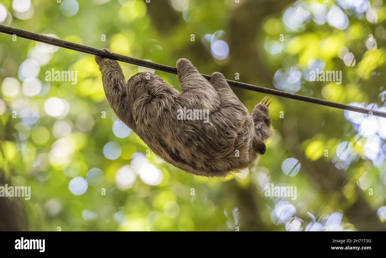 Closeup of a sloth in the forest. Costa Rica Stock Photo - Alamy