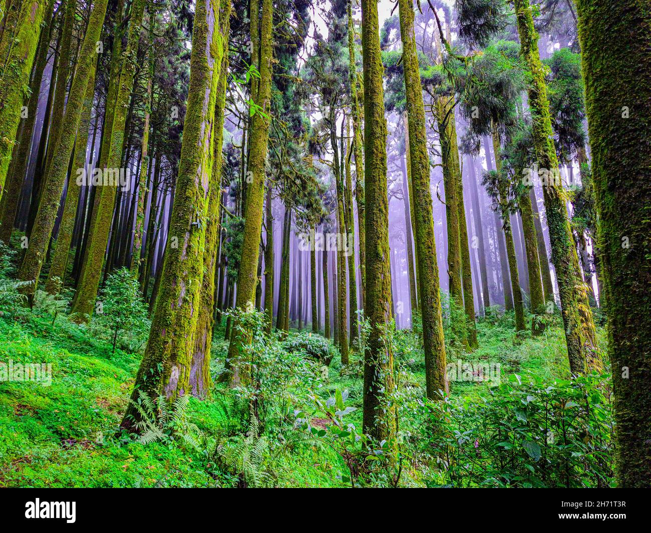 pine tree forest with white defused fog background at morning from ...