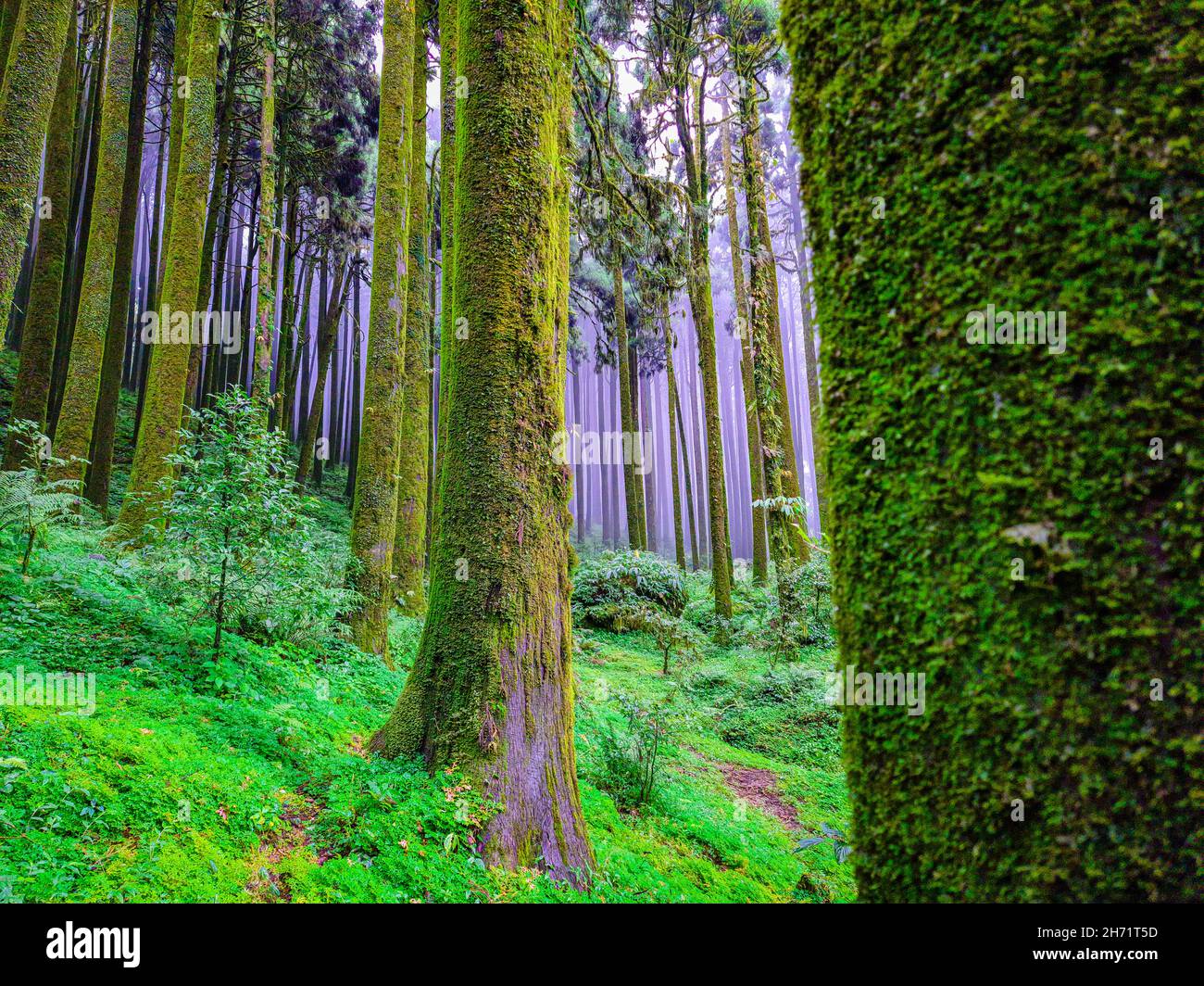 pine tree forest with white defused fog background at morning from ...