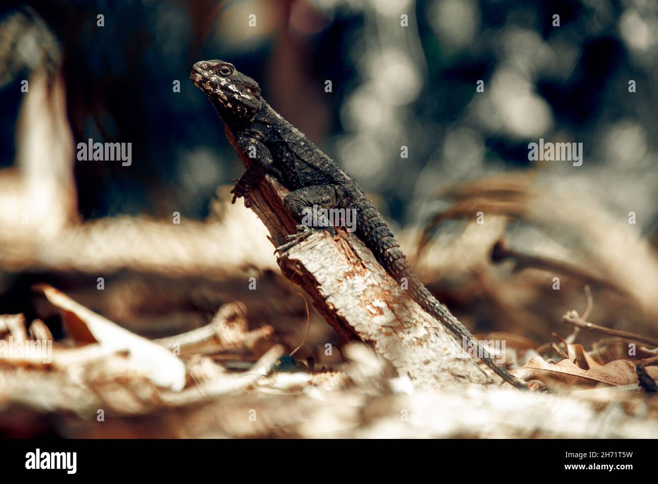 Dark lizard on a wood piece Stock Photo - Alamy