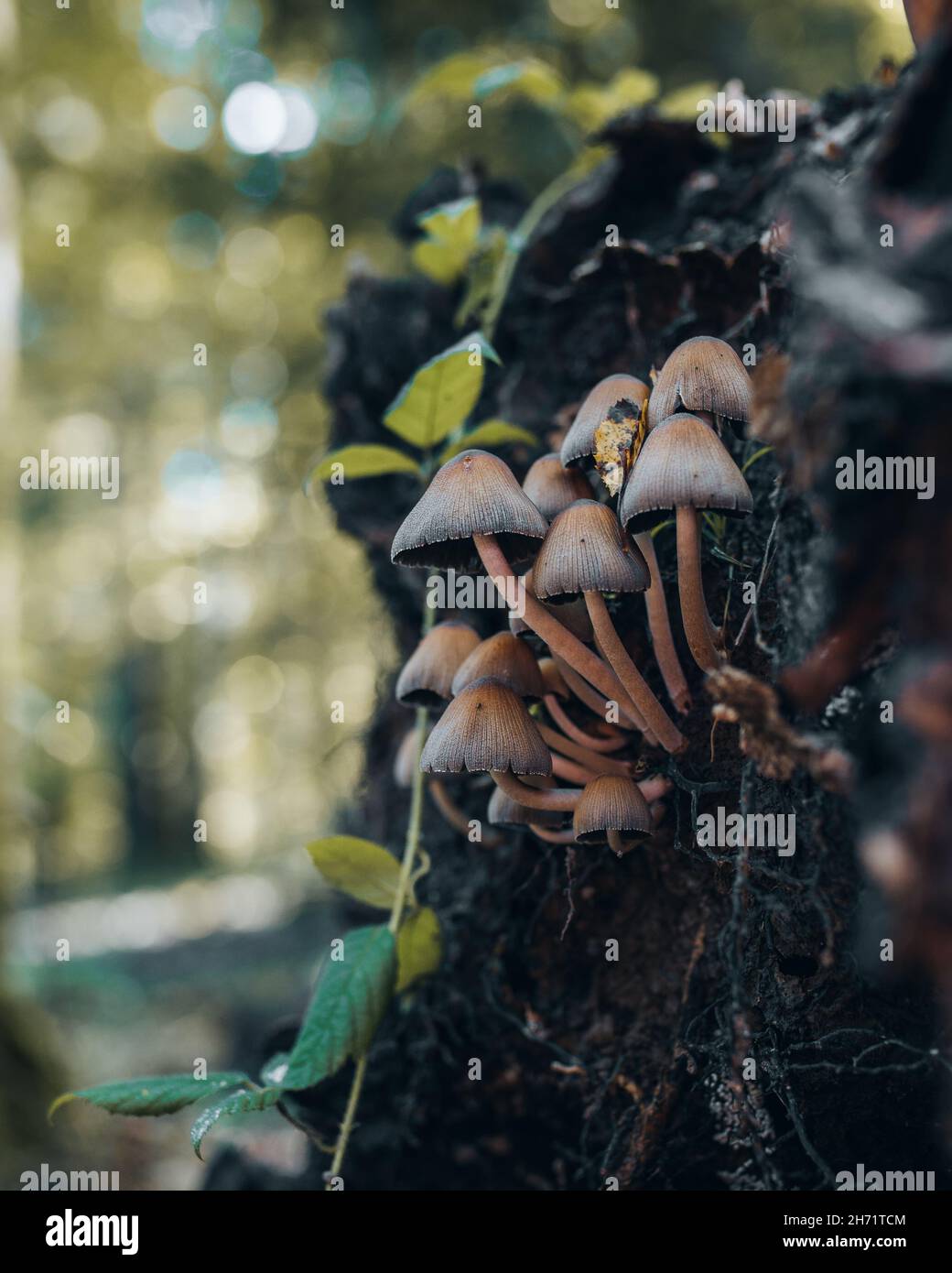 Bunch of wild mushrooms growing in the woods Stock Photo - Alamy