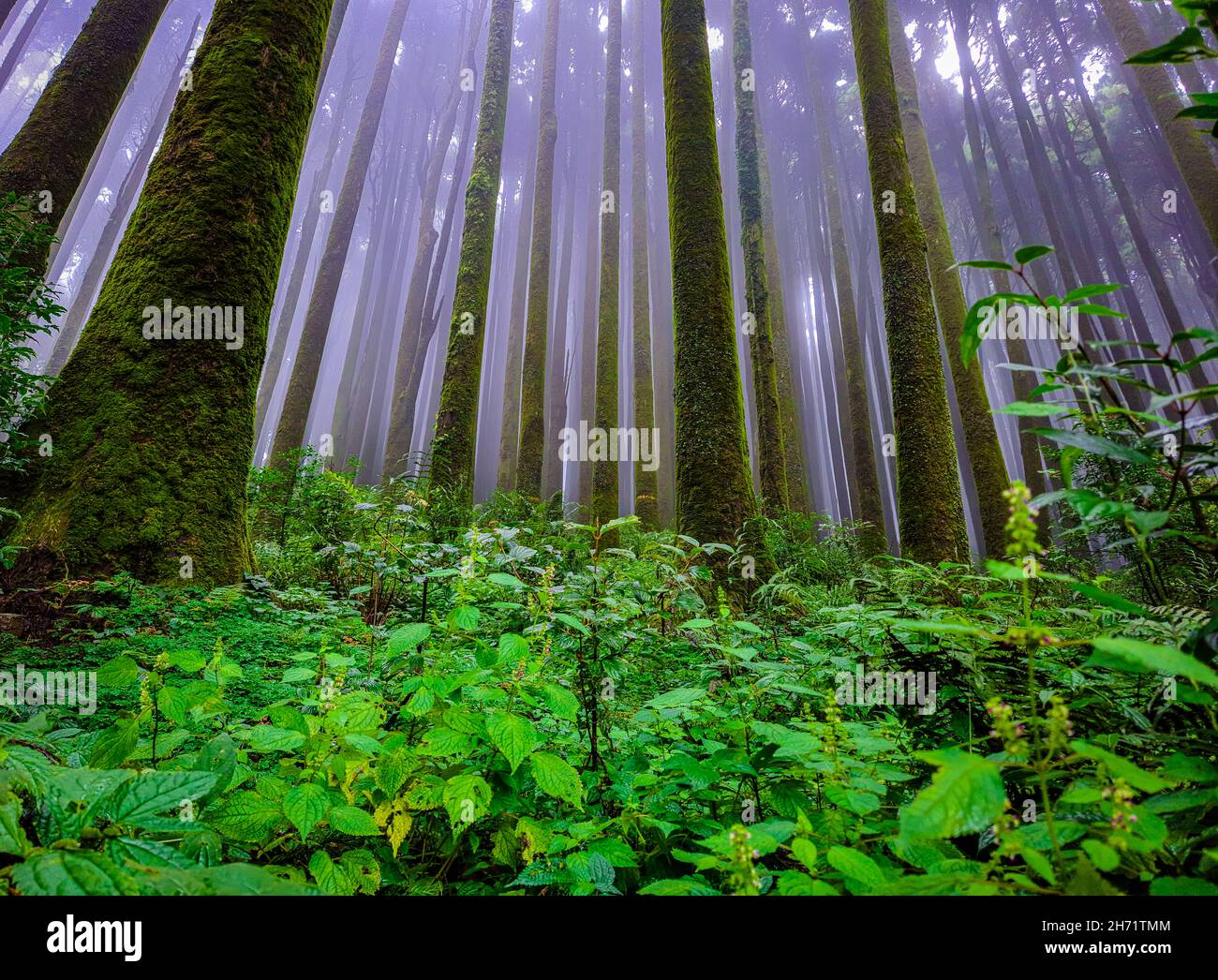 pine tree forest with white defused fog background at morning from ...