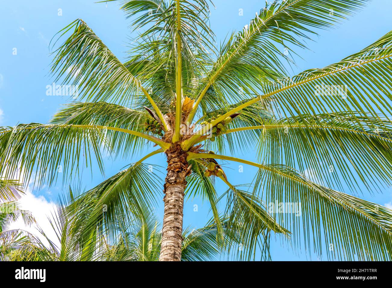 Coconut Palm tree with nuts on a blue sky, tropical island background ...