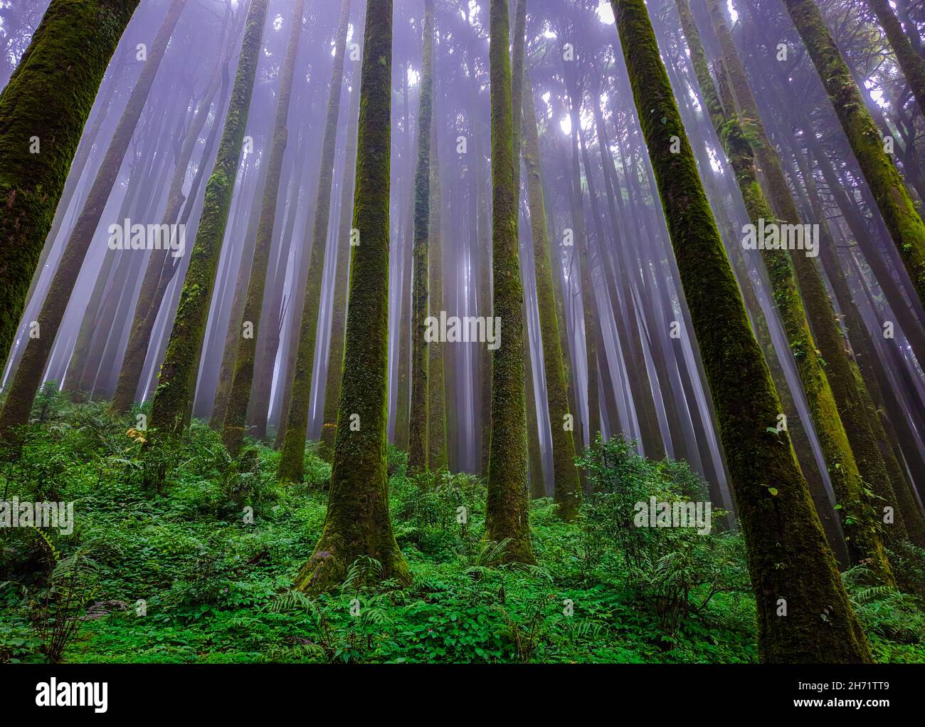 pine tree forest with white defused fog background at morning from ...