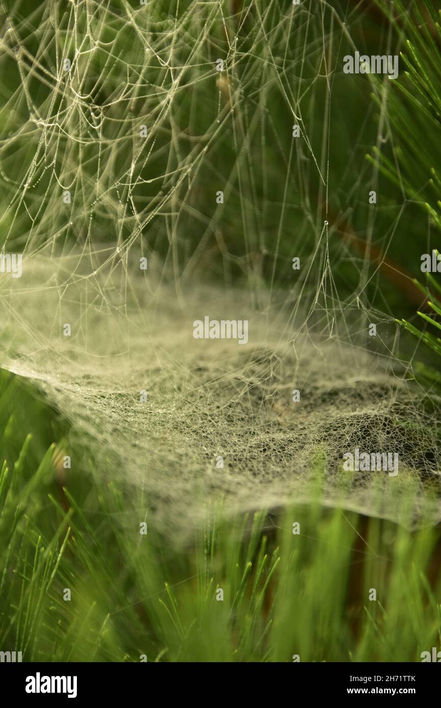 Spider panorama hi-res stock photography and images - Alamy