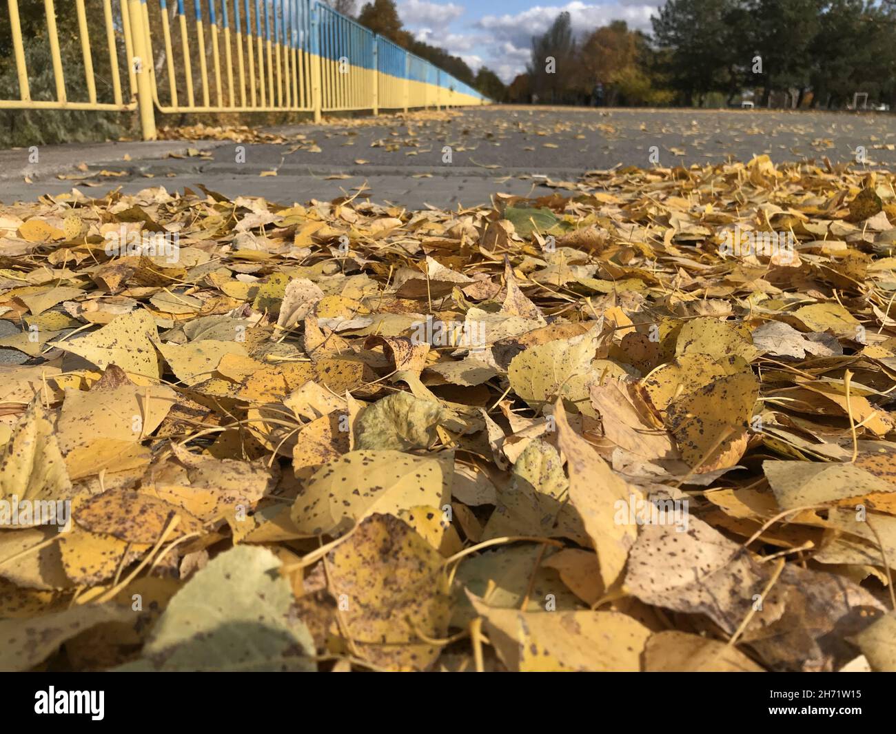 Fallen dried leaves on the road during Autumn season Stock Photo - Alamy