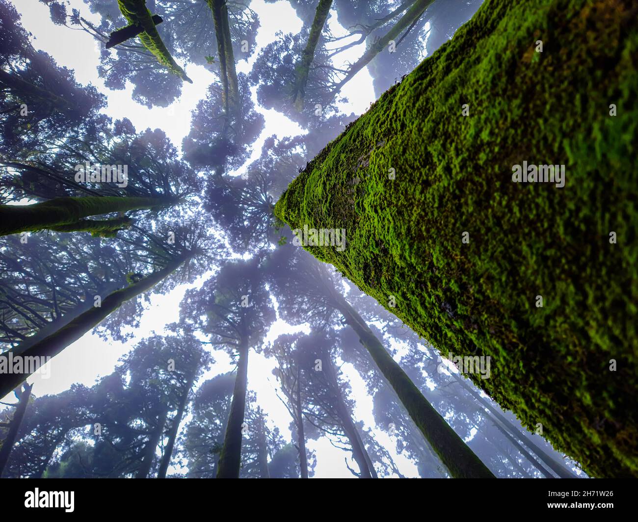 pine tree forest up angle shot with white defused fog background at ...