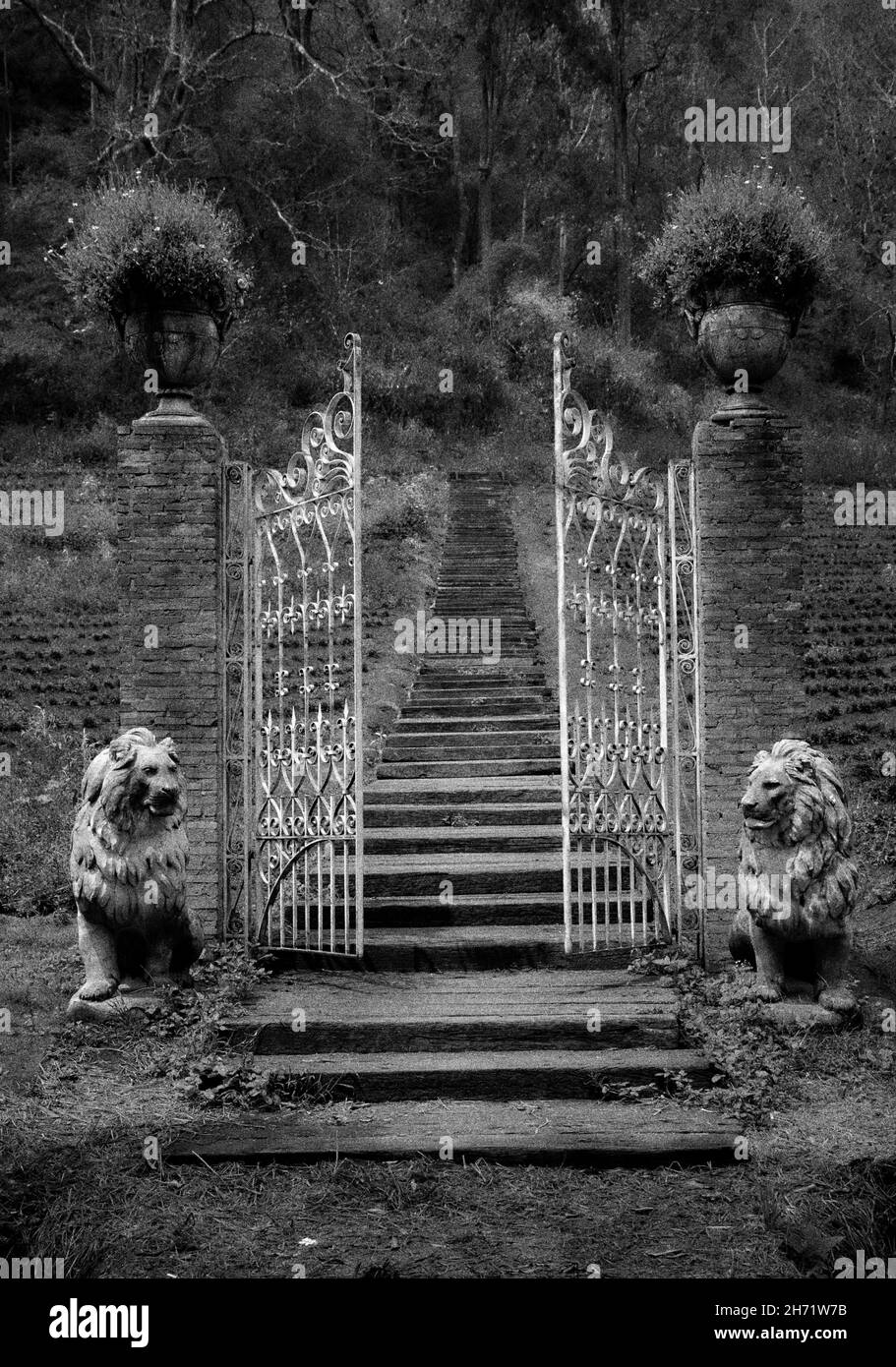 Vertical grayscale shot of the spooky gateway with lion statues on both ...