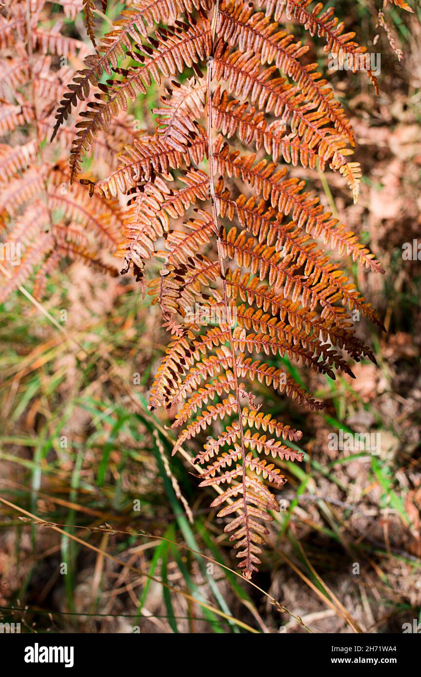 Brown fern fronds texture hi-res stock photography and images - Alamy