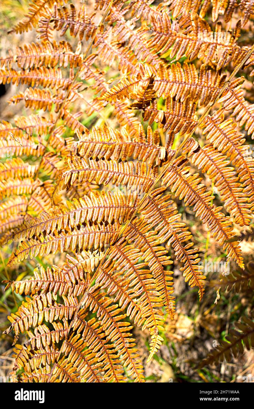 Beautiful yellowed fern leaves hi-res stock photography and images - Alamy