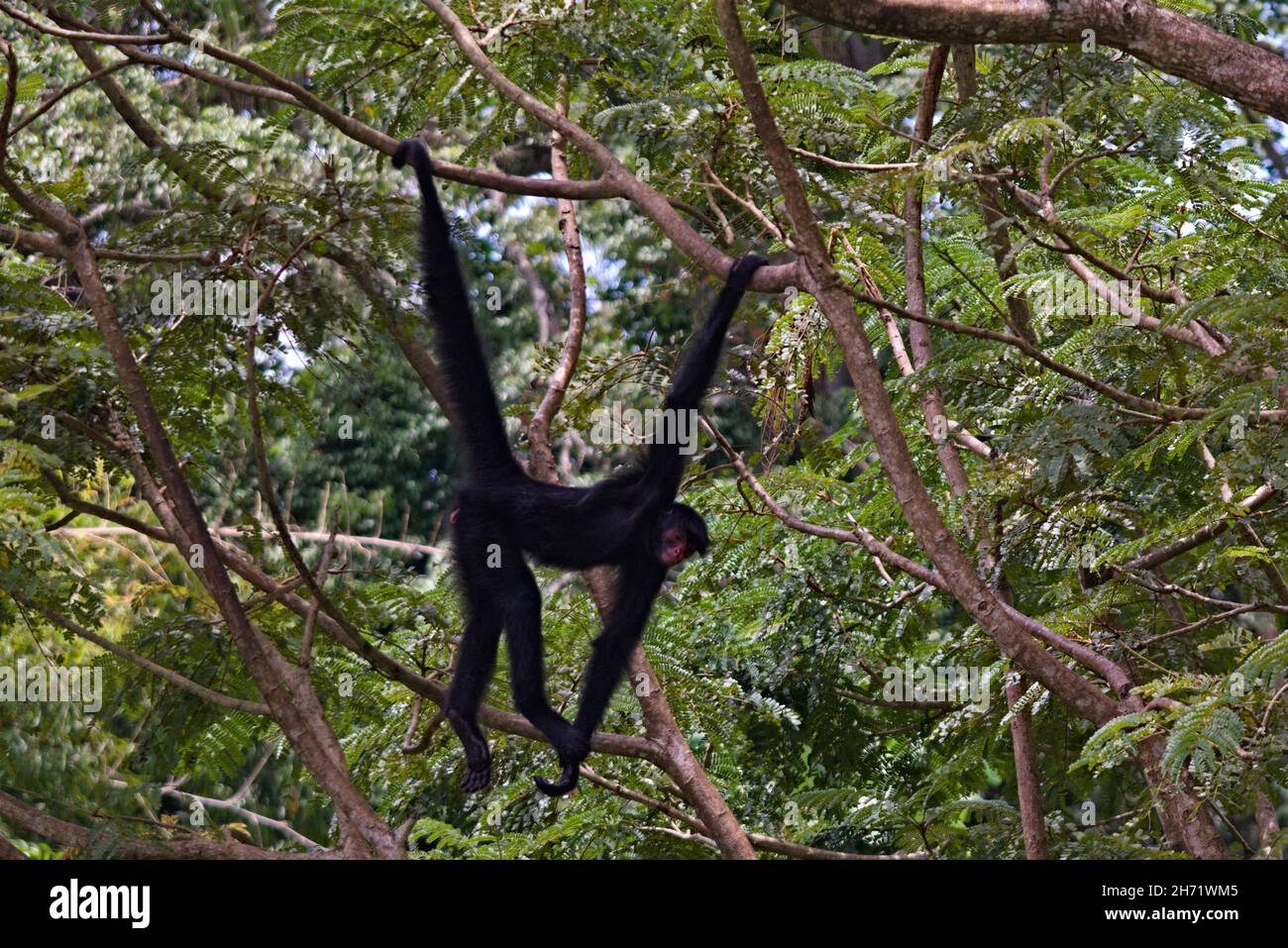Red-faced spider monkey hanging on branches (Ateles paniscus) in ...