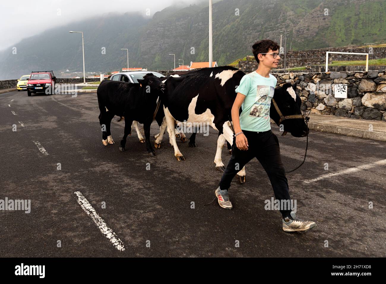 Portugal cattle cows farmer herd hi-res stock photography and images ...