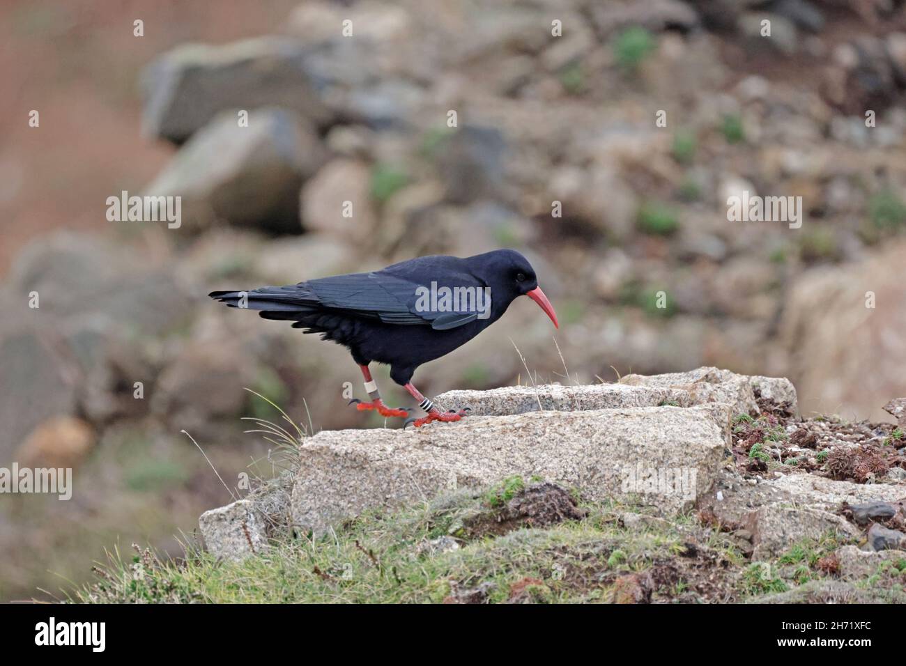 Red Billed Chough on the Cornish Coast near the Levant Mine Cornwall UK ...
